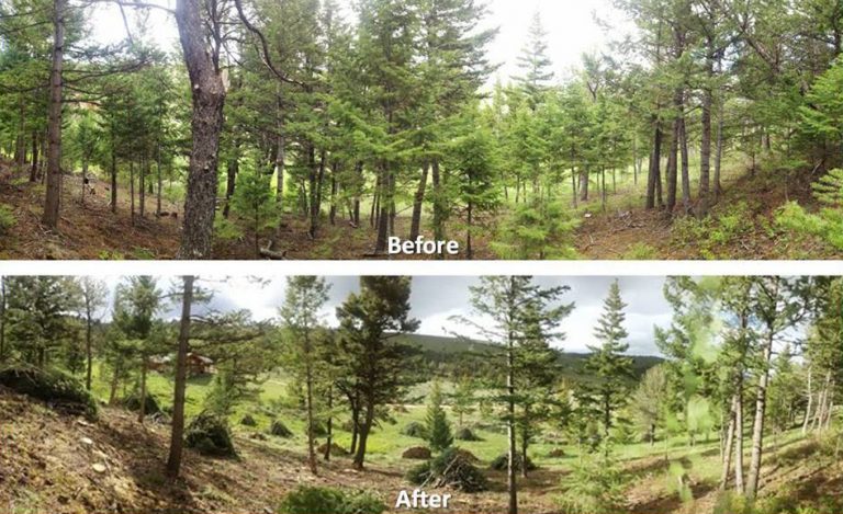 To save forests, cut some trees down, scientists say – Bioroot Energy, Inc.